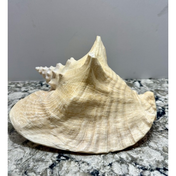 Fish | Queen Conch Sea Shell 9 Large Pink Beach Coastal Decoration ...